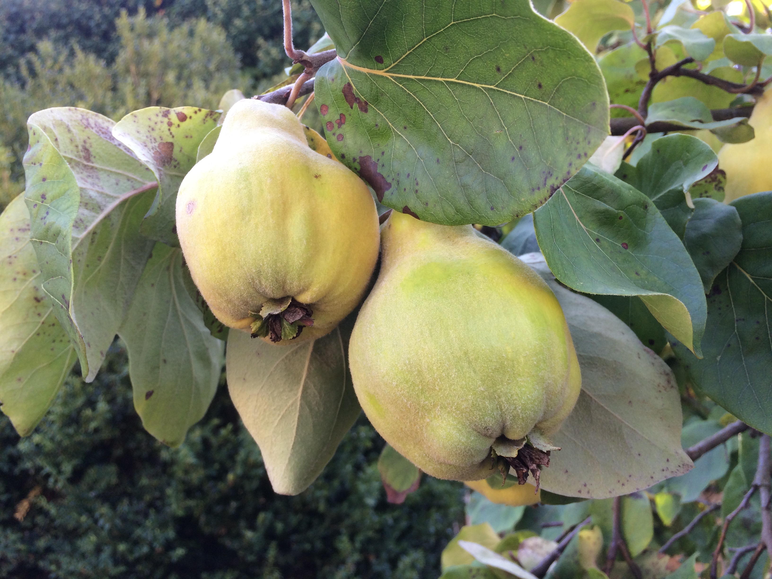 radiotirol.it :: Gartentipps: Quitten - Das vergessene Obst